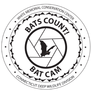 Bats Count! – White Memorial Conservation Center